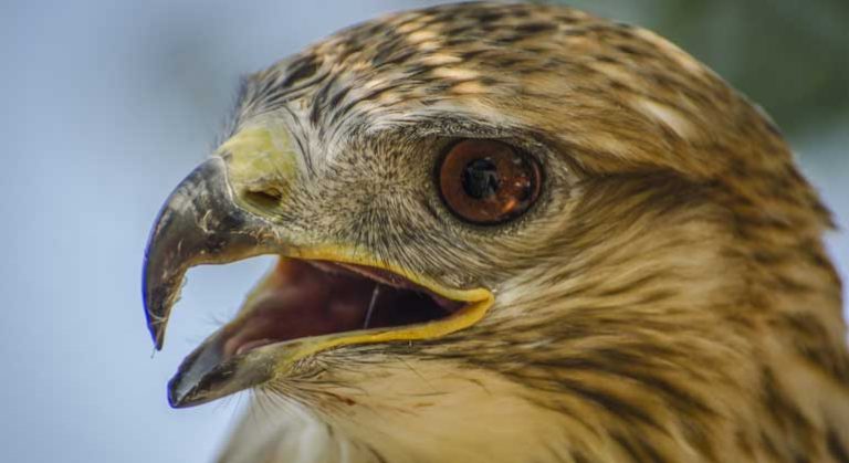 Der Falke – ein magischer Vogel - Sonnenseite - Ökologische ...