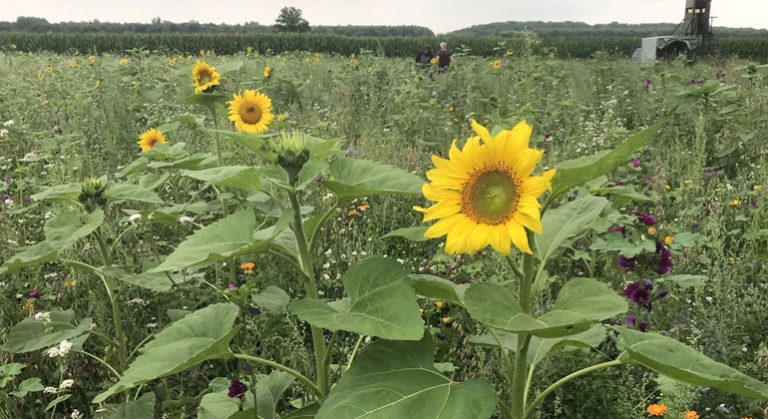Flower power against climate change - Sonnenseite - Ökologische ...