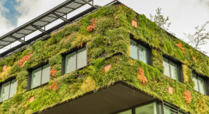 Begrünte Fassaden kühlen urbane Hitzeinseln - Sonnenseite - Ökologische ...