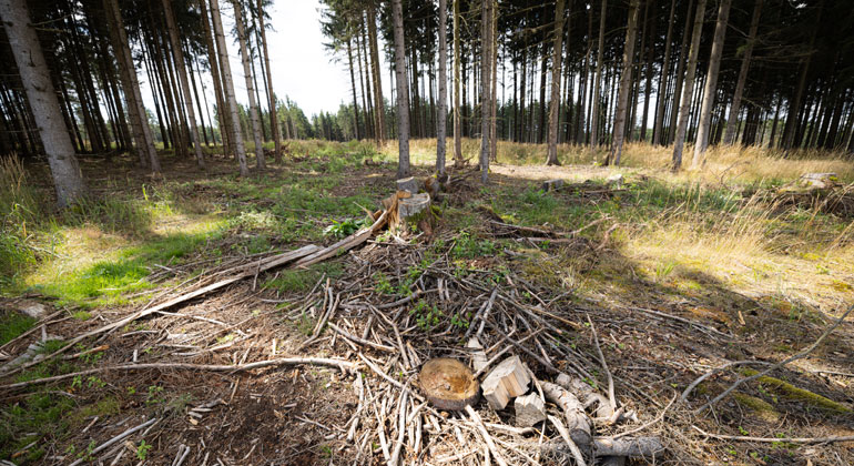 WWF fordert „Schwammwald-Paket“ gegen zunehmende Trockenheit ...