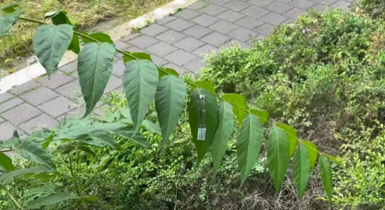 Electronic stickers turn forests into living fire alarms - Sonnenseite ...